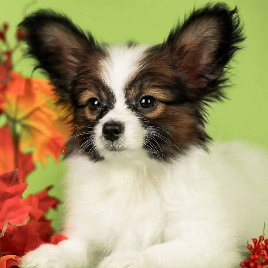 Континентальный той-спаниель папильон, щенок