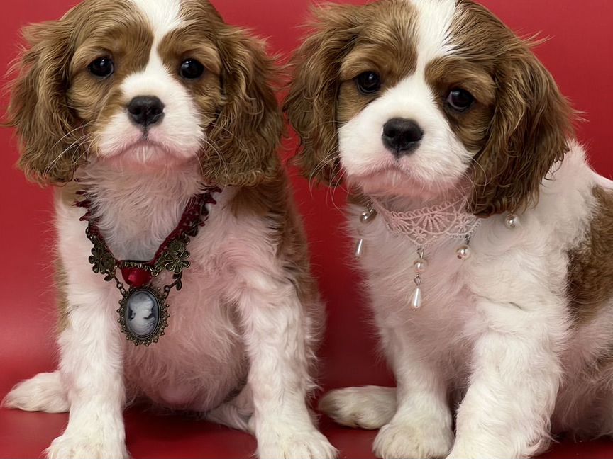 Девочка Кавалерочка от родителей Чемпионов