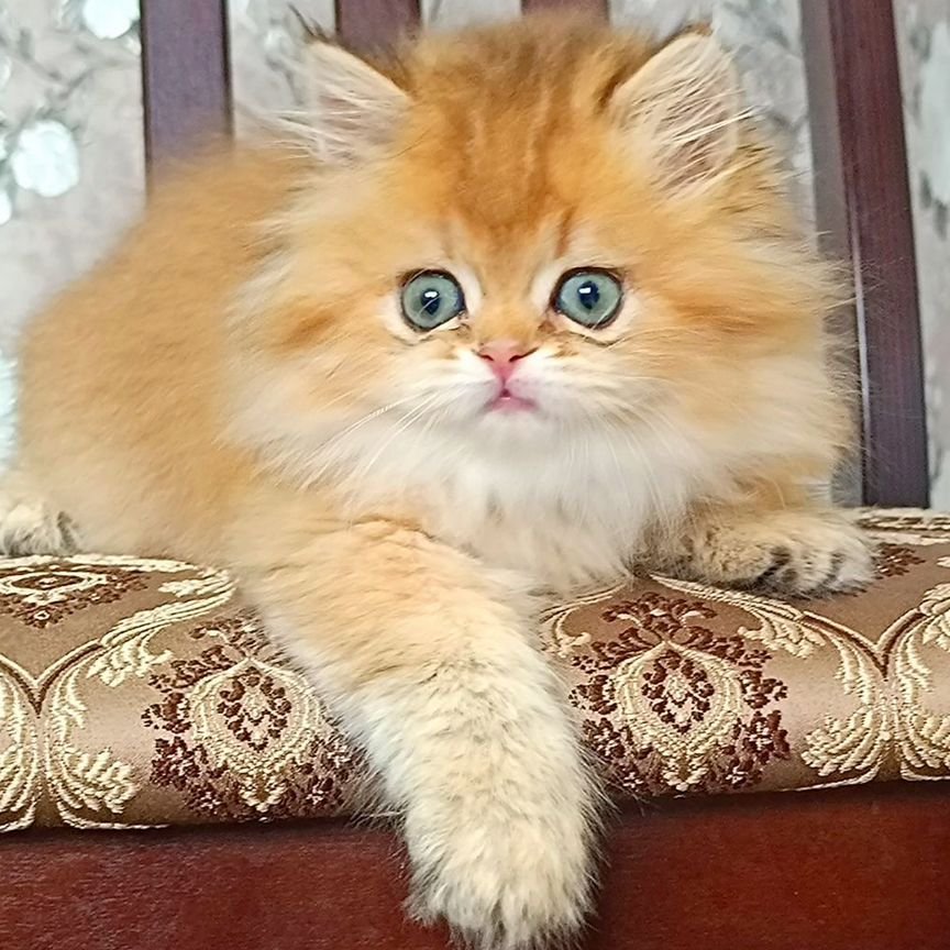 Шотландский прямоухий длинношёрстный котёнок