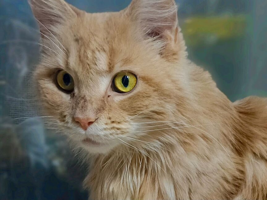 Кошка Злата с золотыми глазами