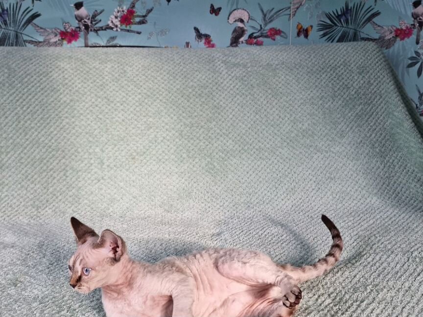 Котята Девон-рекс