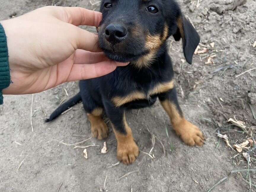 Щенок помесь