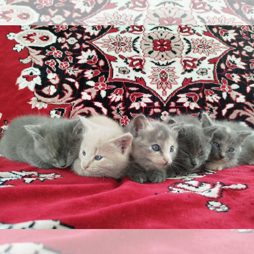 Котята в добрые руки бесплатно