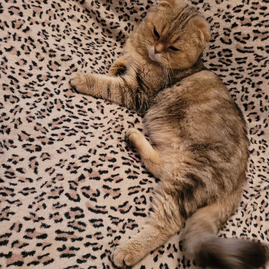 Отдам в добрые руки