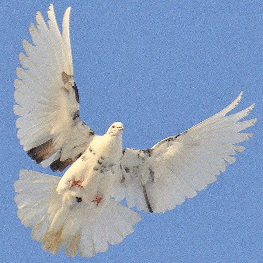 Продам голубей