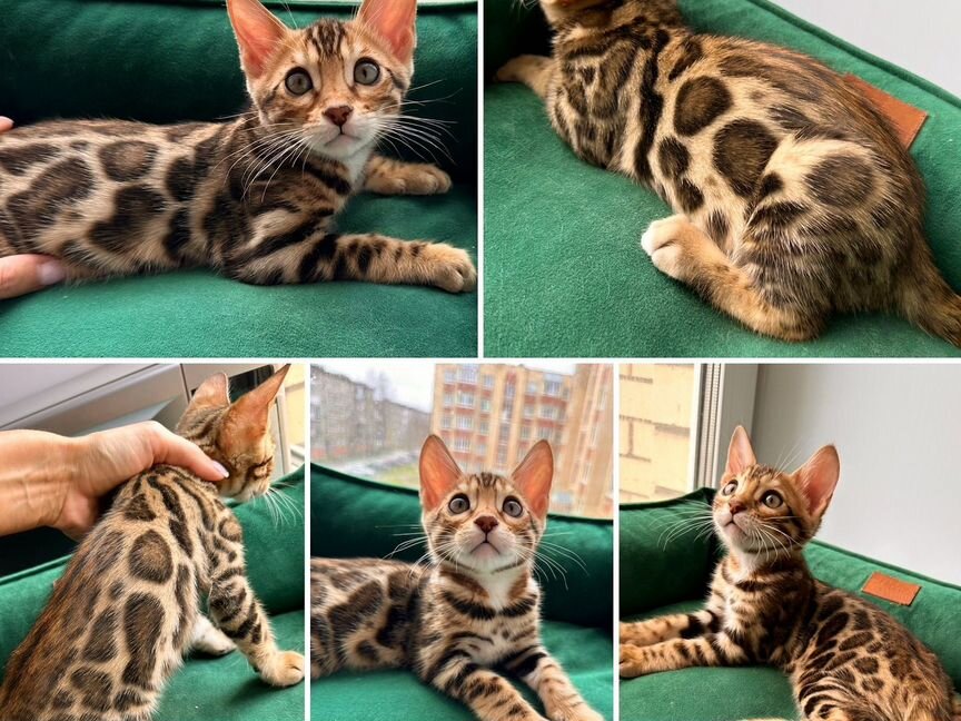 Бенгальские котята высокопородные