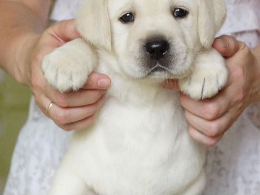 Щенки лабрадора