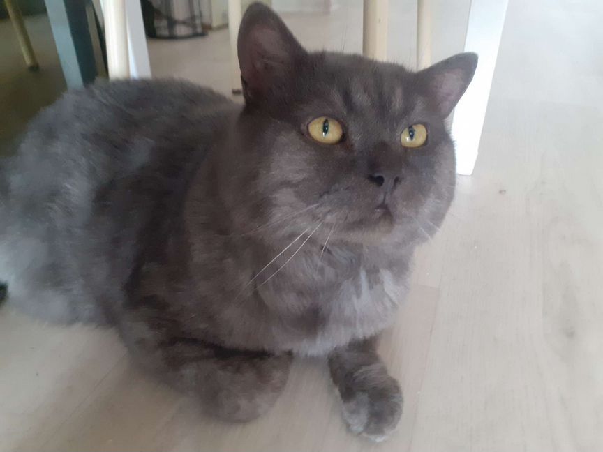 Котик хочет свидание
