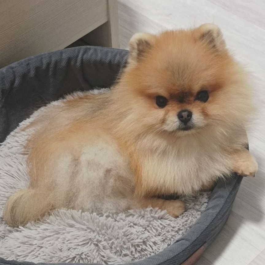 Померанский шпиц, взрослый пёс