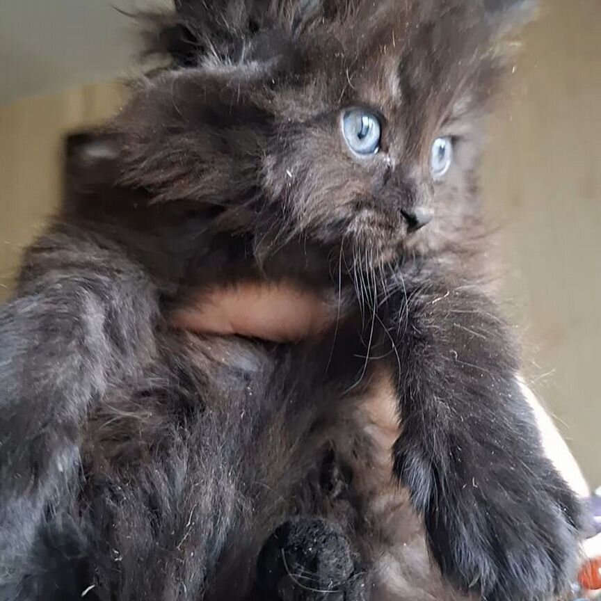 Мейн гибрид энд норвежец