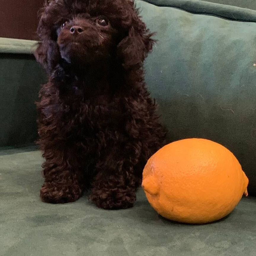 Той-пудель девочка