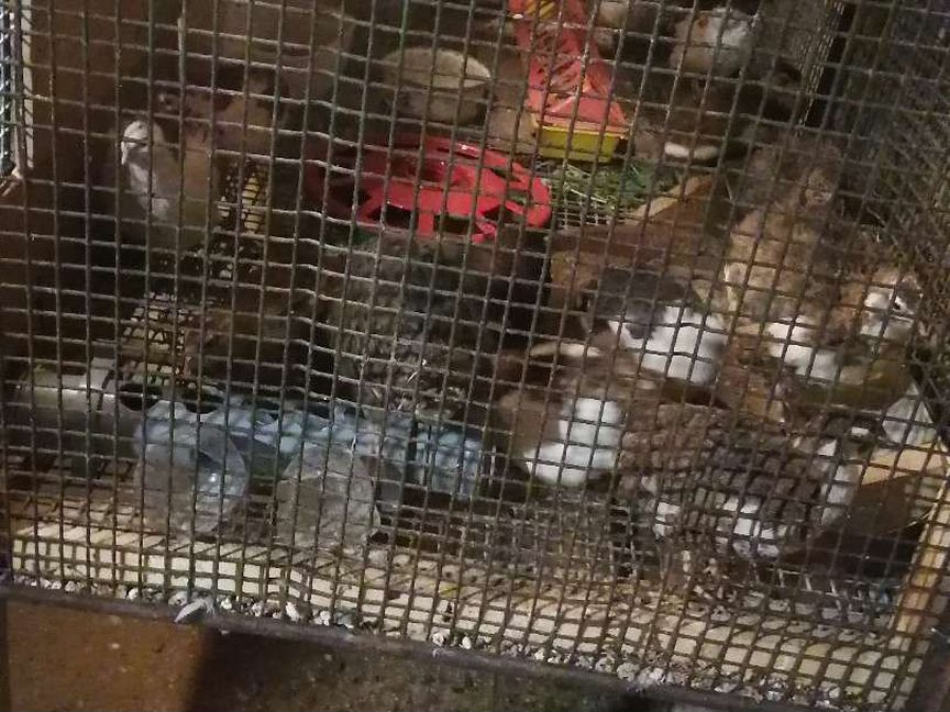 Перепела продажа