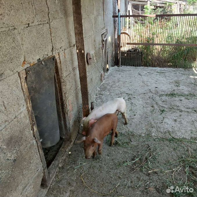 Продам месячных поросят