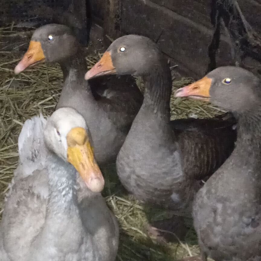 Гуси и петушки