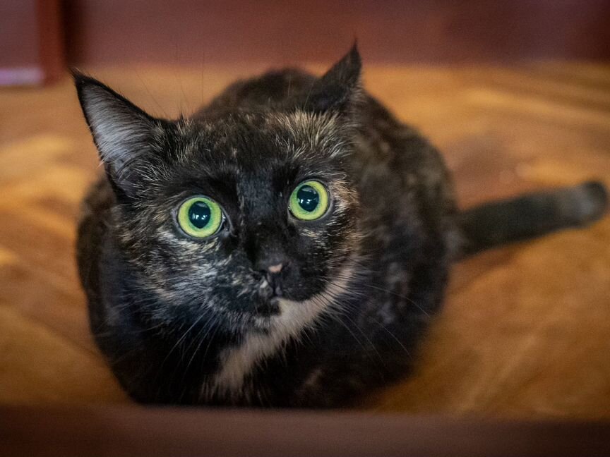 Кошка расписная,разноцветная