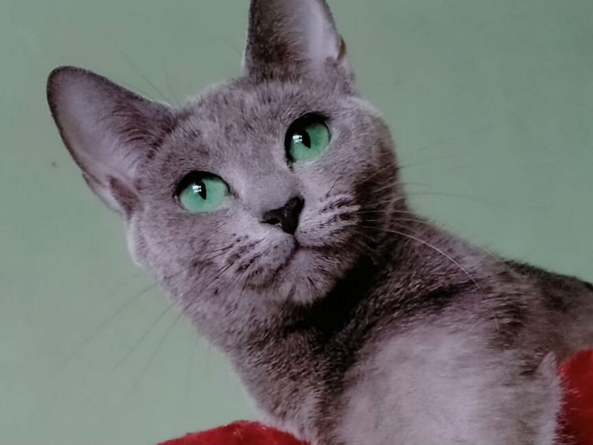 Русская голубая кошка