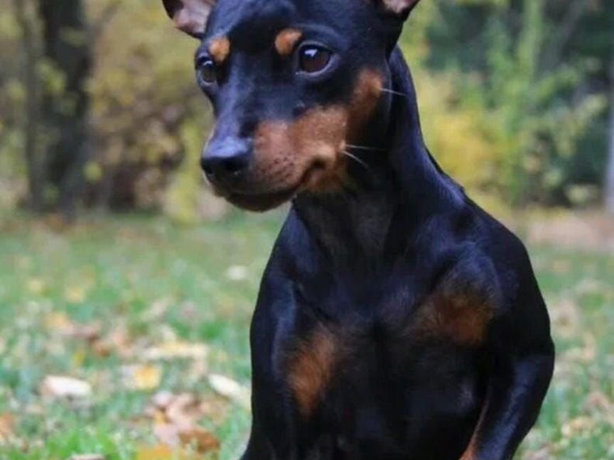 Мини доберманчики в хорошие руки