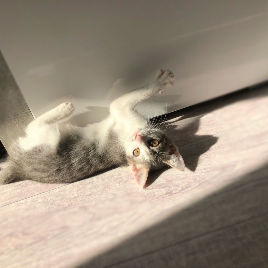 Отдам котенка В добрые руки