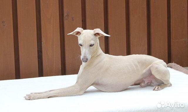 Левретка, кобель для вязки