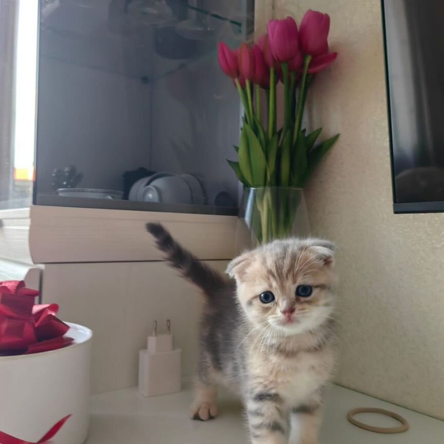 Котята золотая шиншилла
