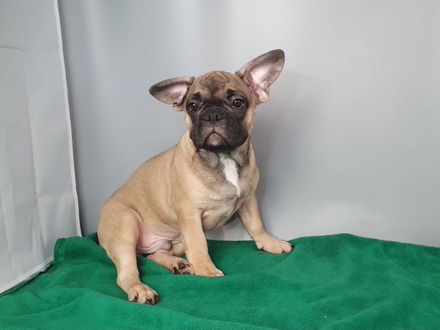 Французский бульдог щенок мальчик