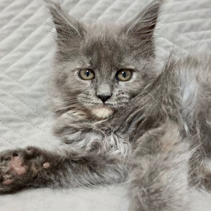 Котята мейн-кун