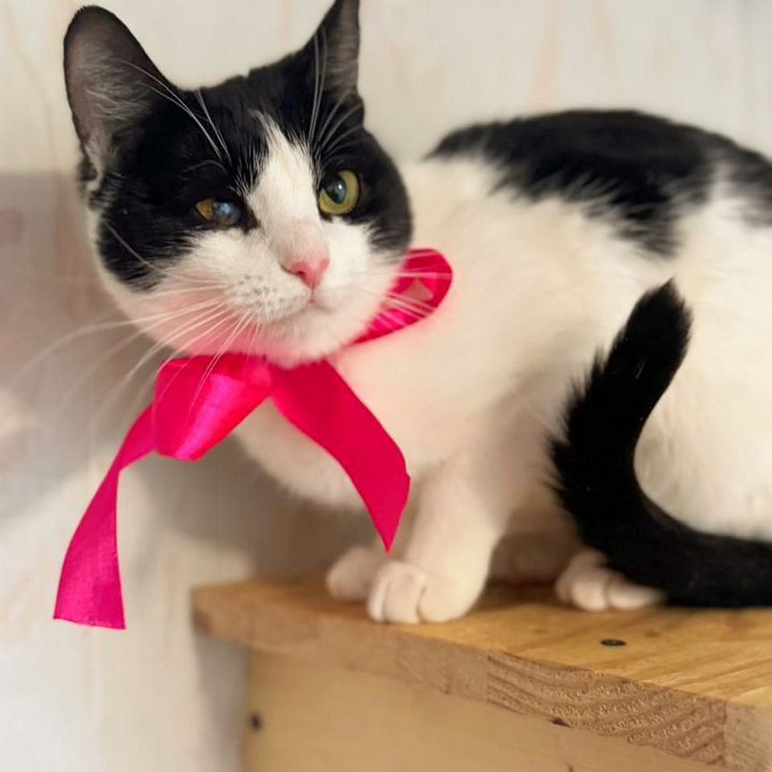 Приютская кошечка Джулия