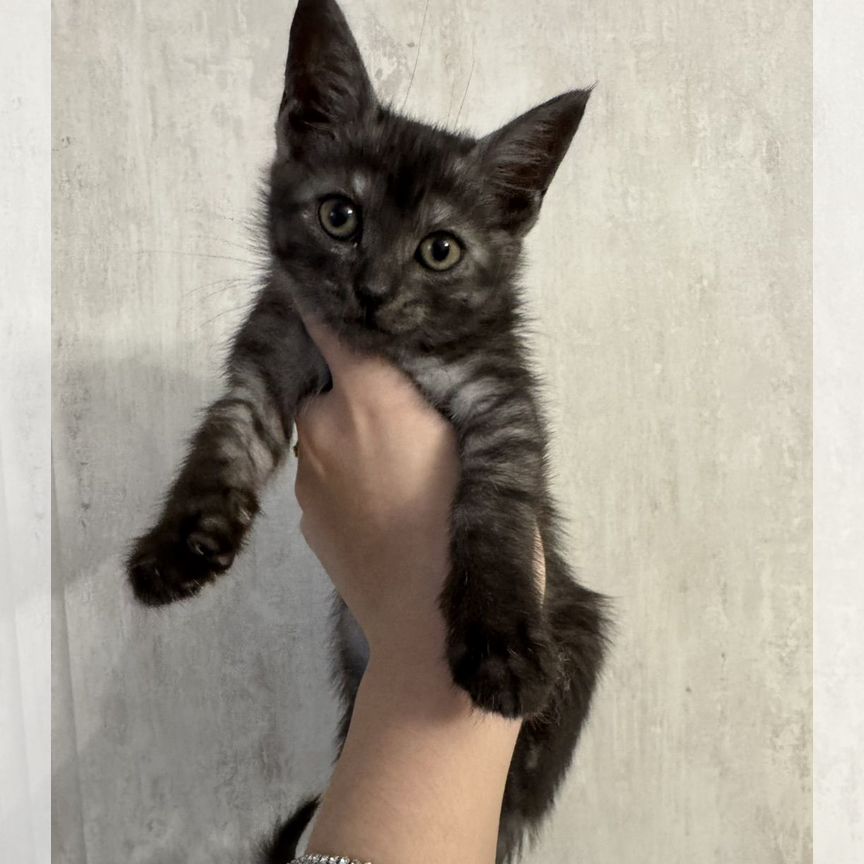 Котенок