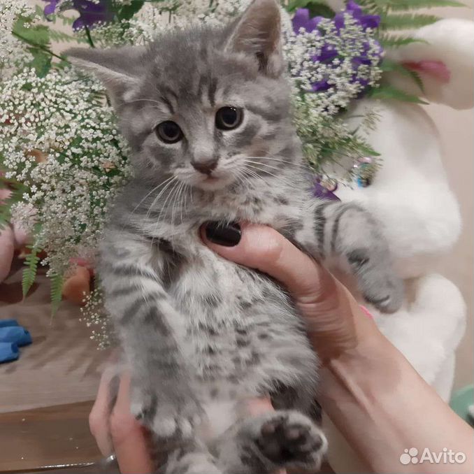 Очень няшный котенок мальчик, ручной