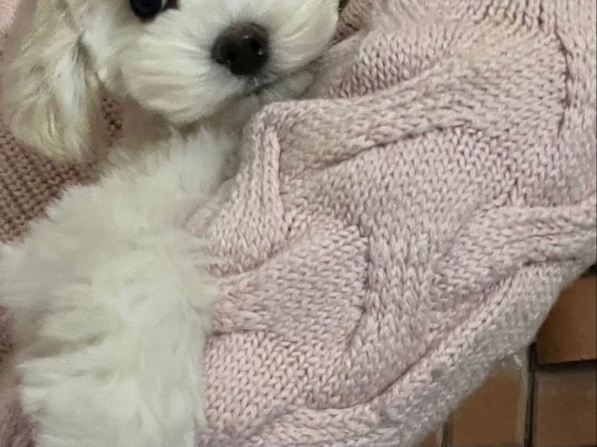 Мальтипу f1 мини девочка