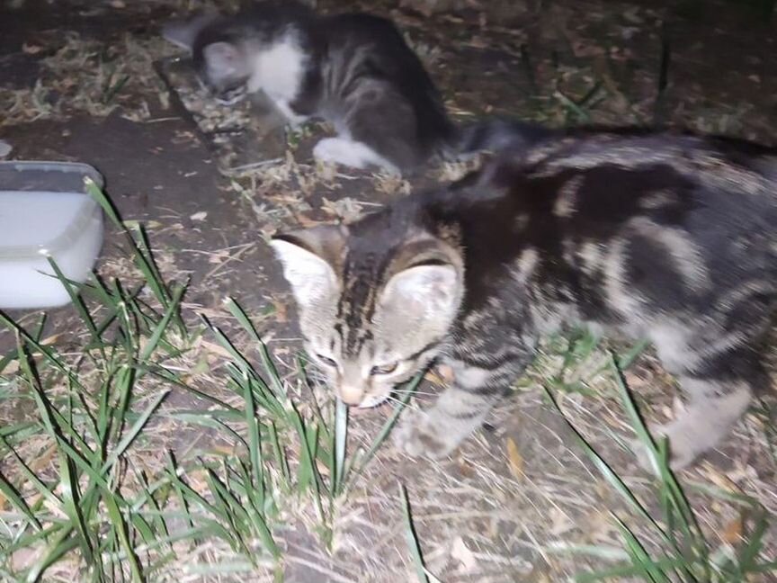 Котята в добрые руки, около 3 месяцев, здоровые