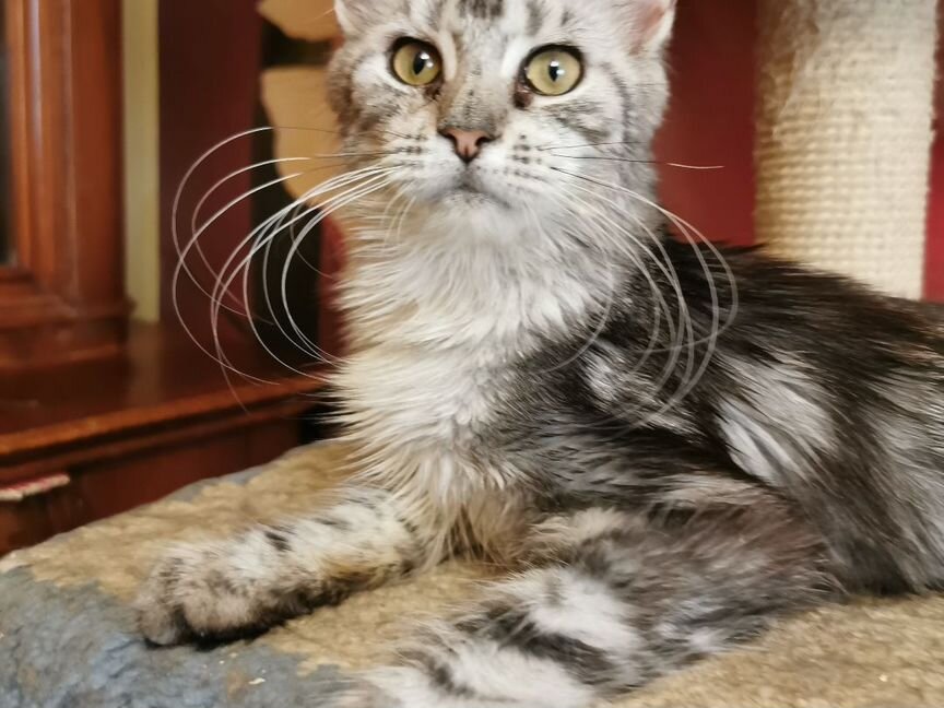 Котенок черное серебро