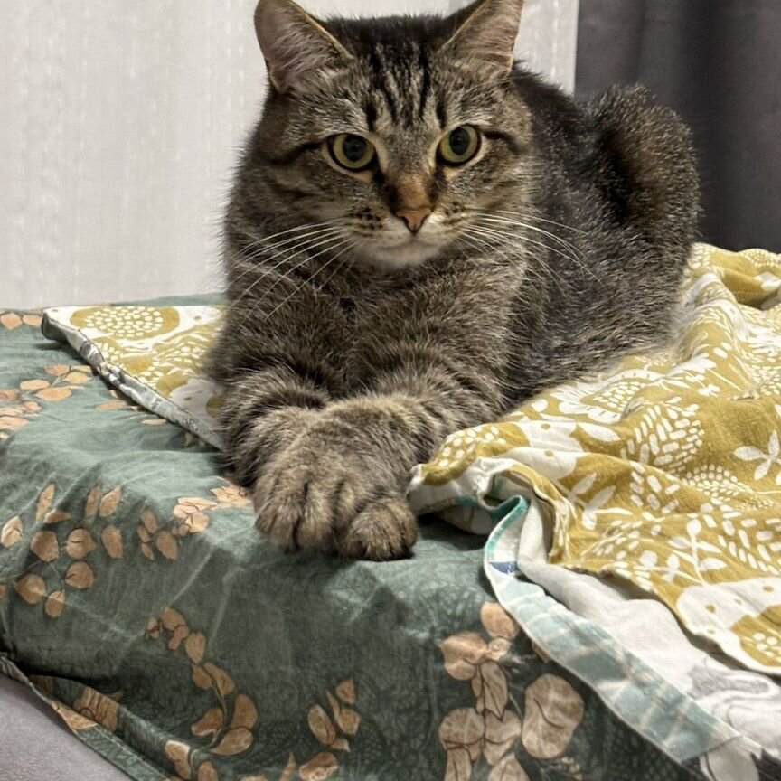 Отдам кота бесплатно в хорошие руки
