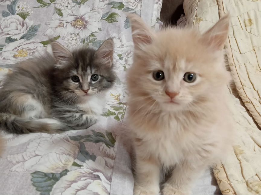 Кошки майкун