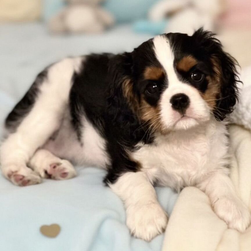 Кавалер кинг-чарльз-спаниель, щенок