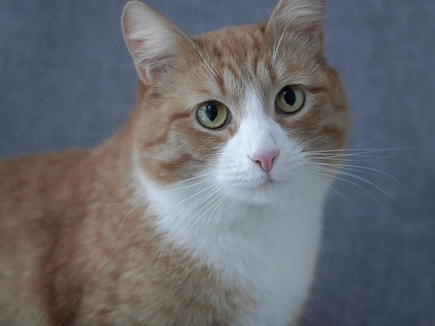 Рыжий котик