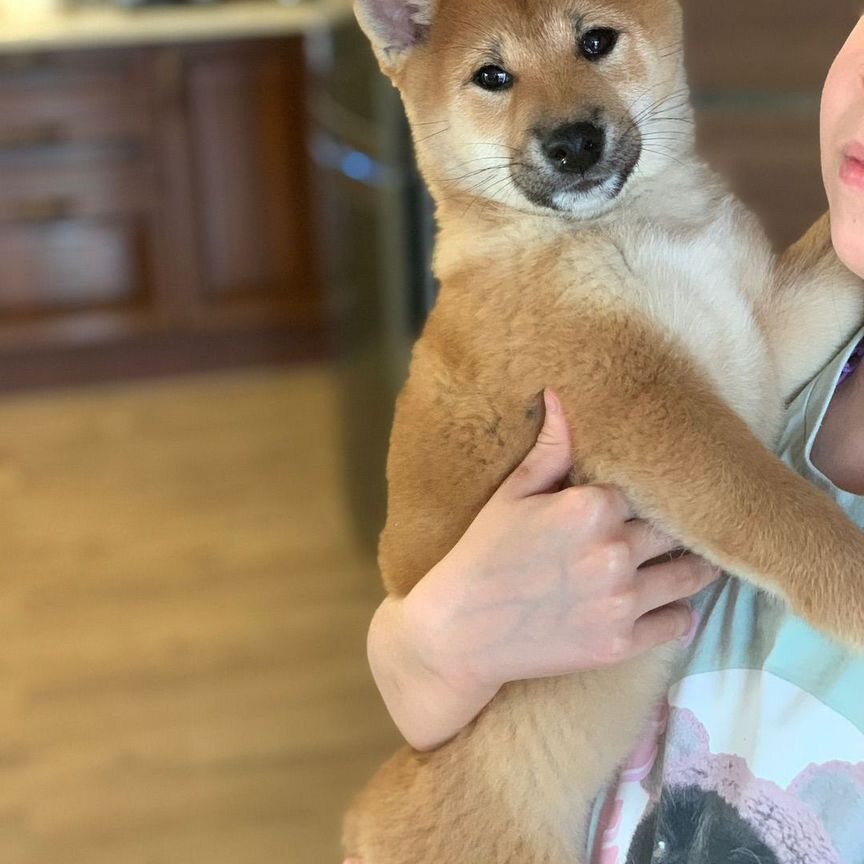 Щенки сиба ину