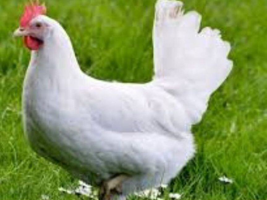 Куры несушки супер ник