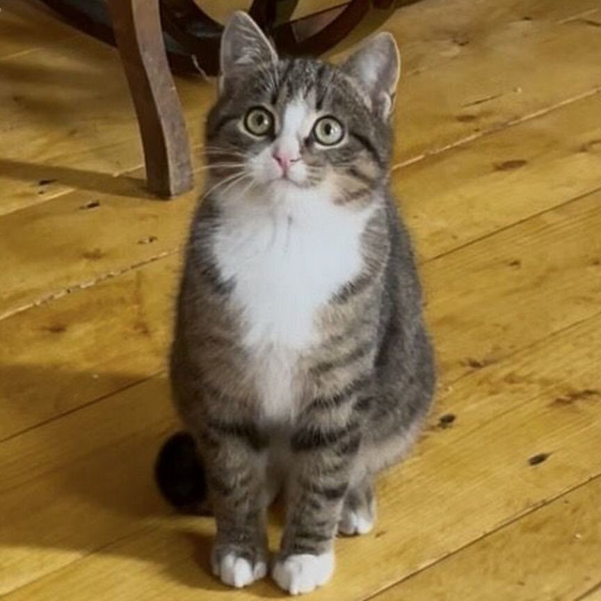 Котёнок в добрые руки