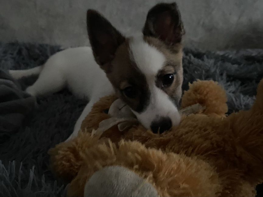 Собака джек рассел терьер щенок в добрые руки