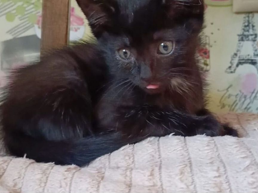 Котята в дар