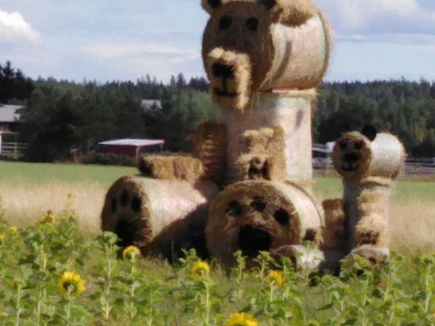 Сено в рулонах