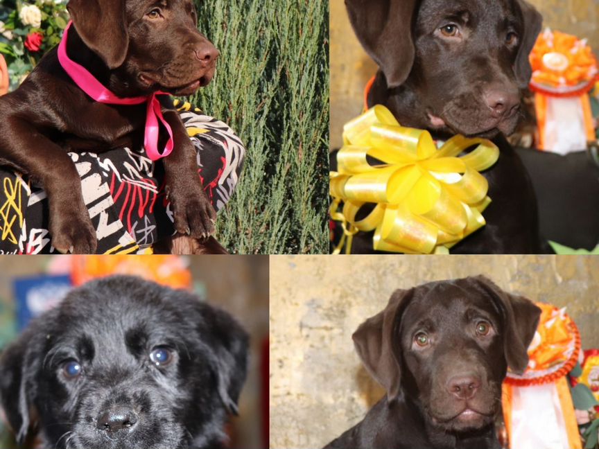 Лабрадор плюшевые медвежата