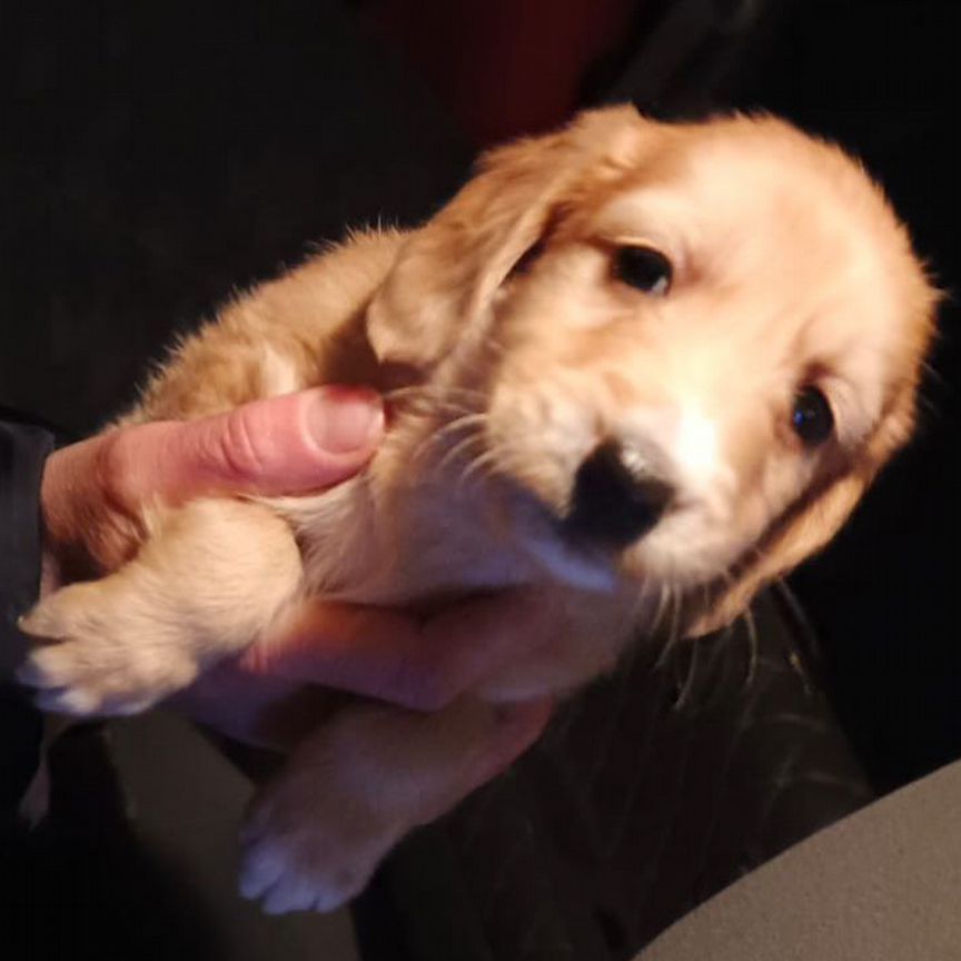 Русская цветная болонка, щенок