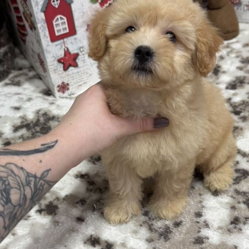 Мальтипу, щенок