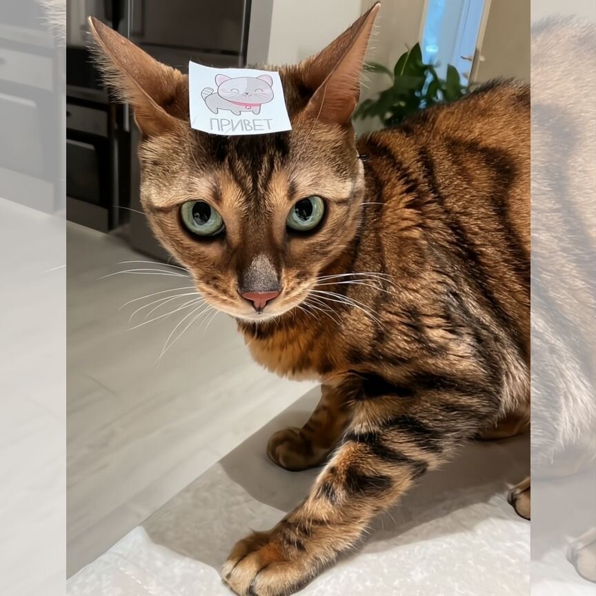 Бенгальская, взрослая кошка