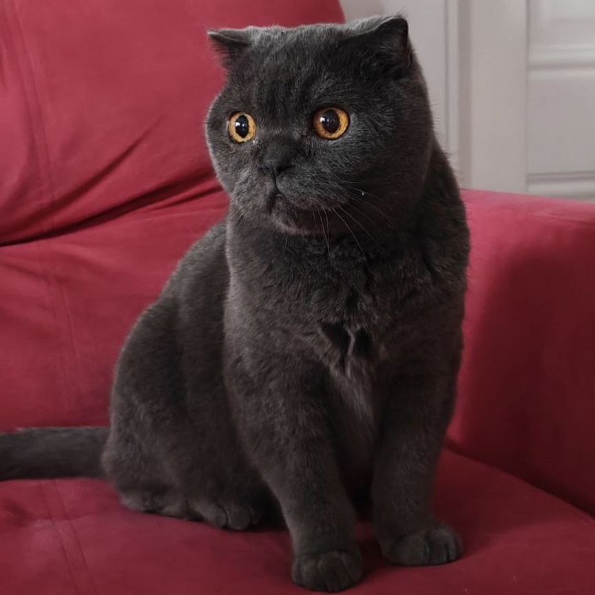 Британский короткошёрстный кот, взрослый