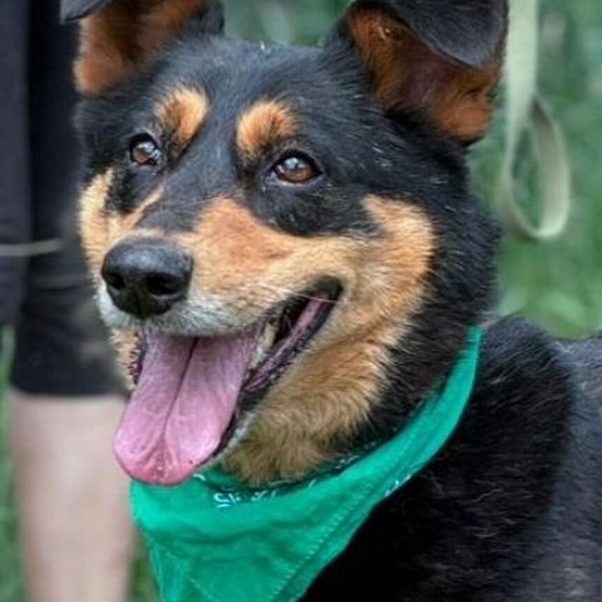 Собака Чуткий Чарли