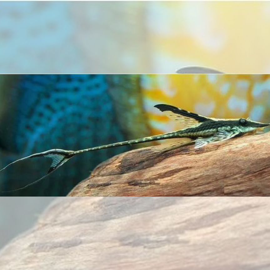 Стурисома панамская