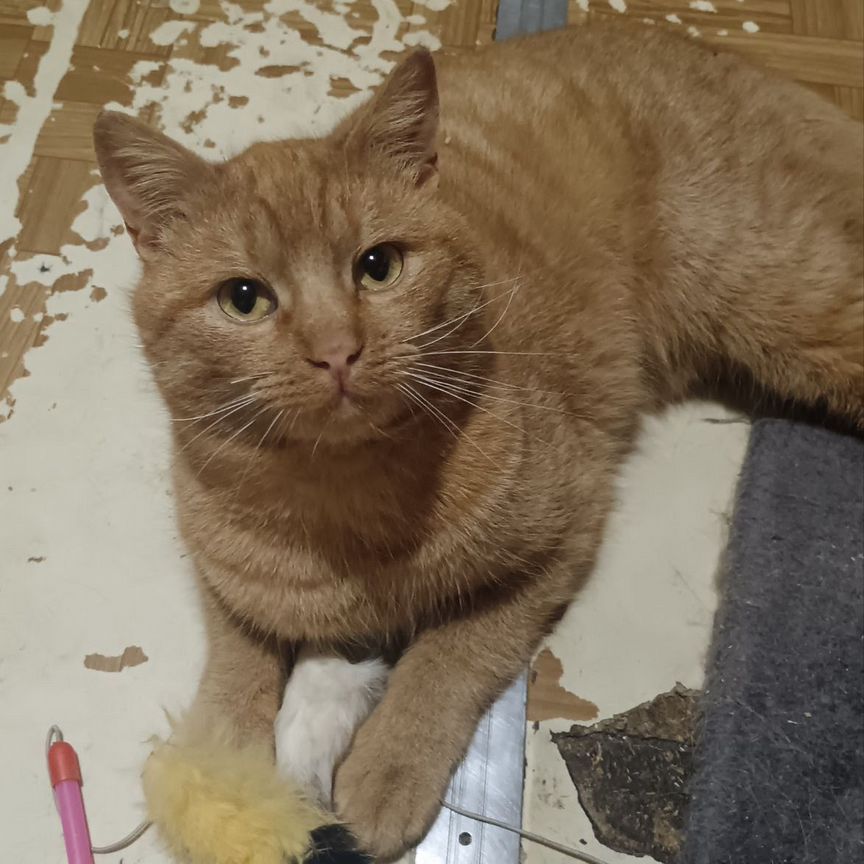 Взрослая кошка в добрые руки